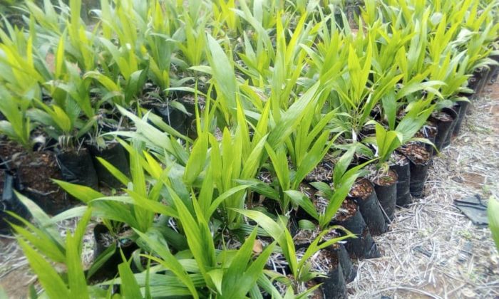 Upper Manya : 205 Oil Palm farmers benefit from 20,000 Oil Seedling ...